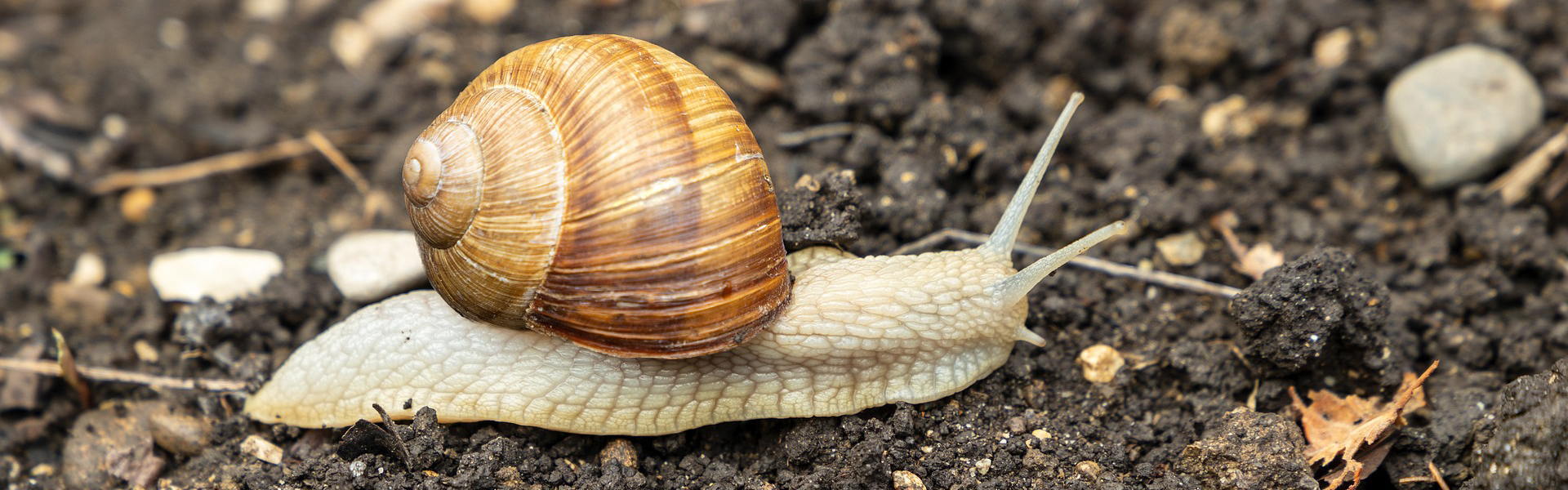 Snail farming: what it involves and how to do it - Efco