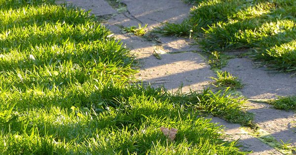 Cutting Lawn Edges: Basic Guide - Efco
