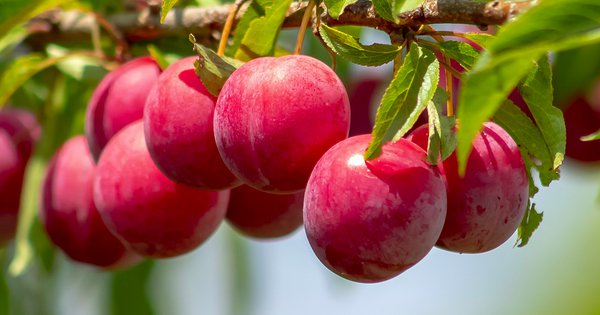 How to make an orchard: the complete guide - Efco