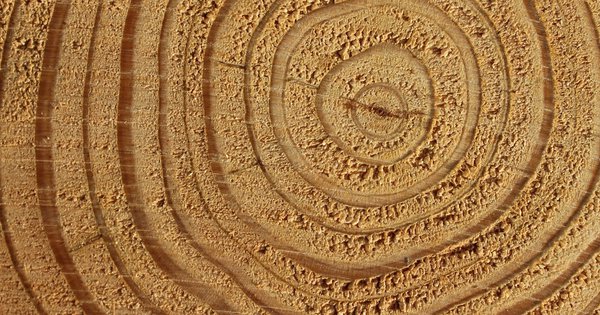 How to Make Planks from a Trunk: The Complete Guide - Efco